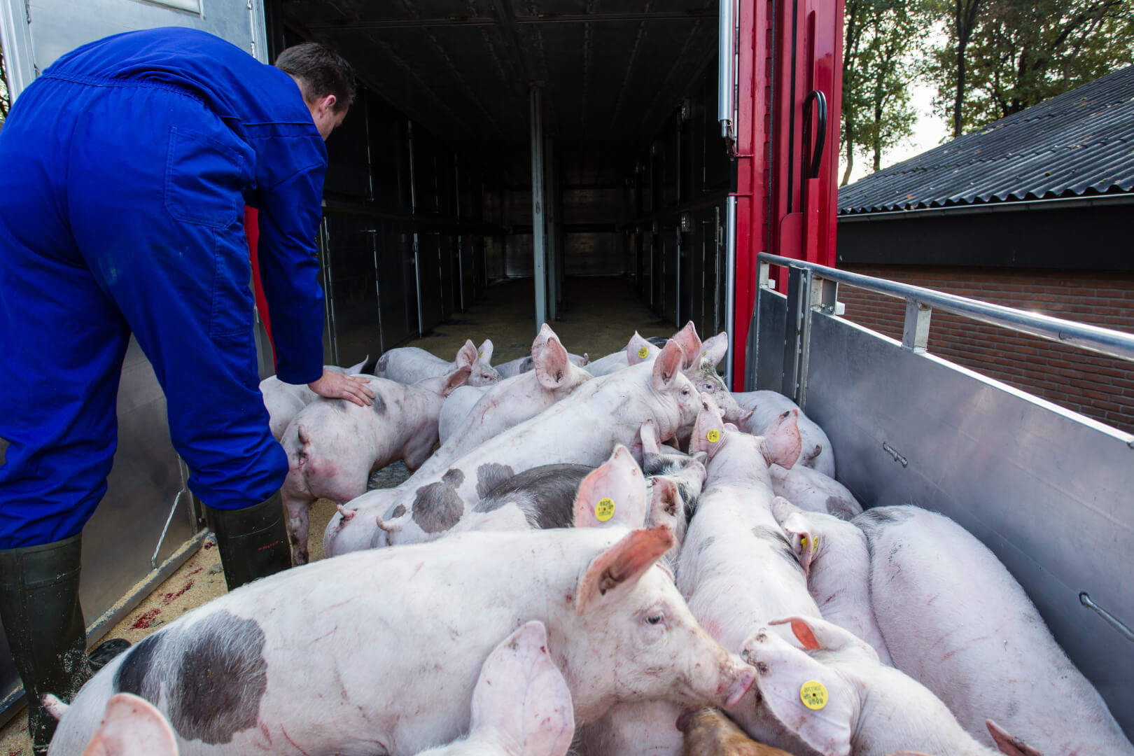 Export biggen op zijn retour - Nieuwe Oogst