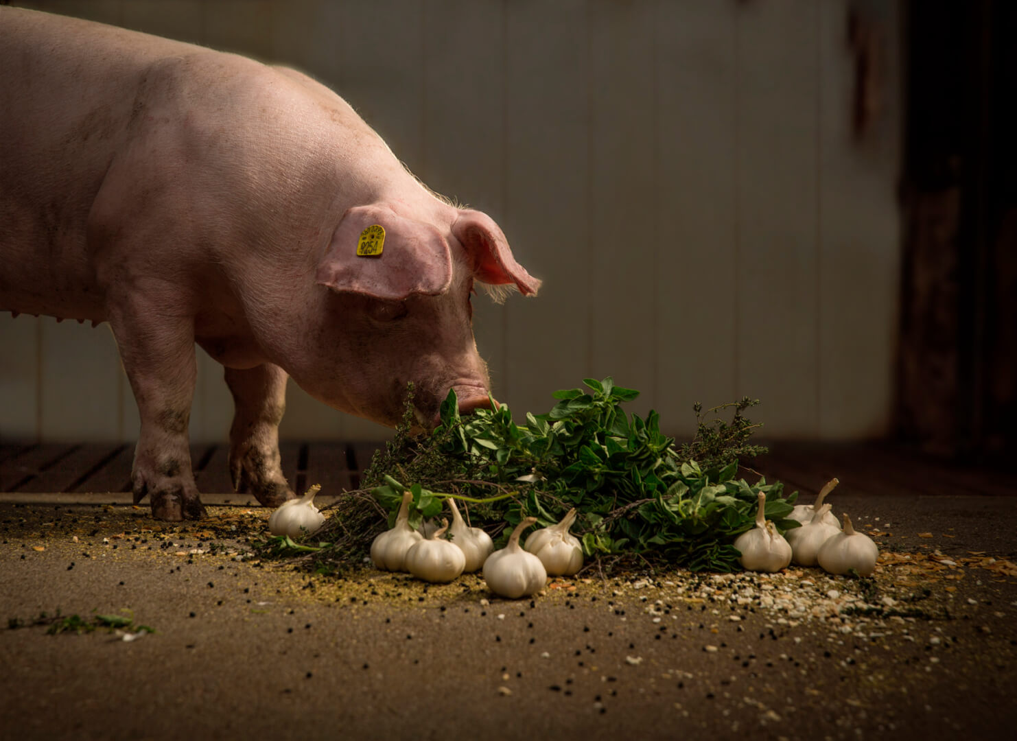 Frievar-varkensketen transparant met blockchain - Nieuwe Oogst