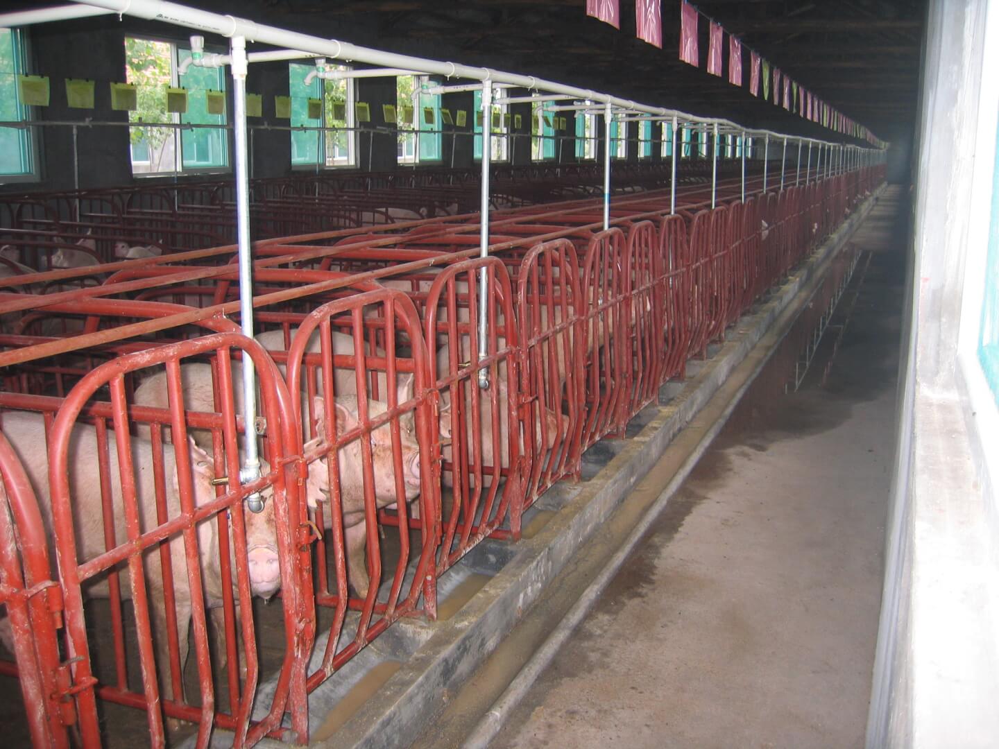 Biosecurity niet sluitend - Nieuwe Oogst
