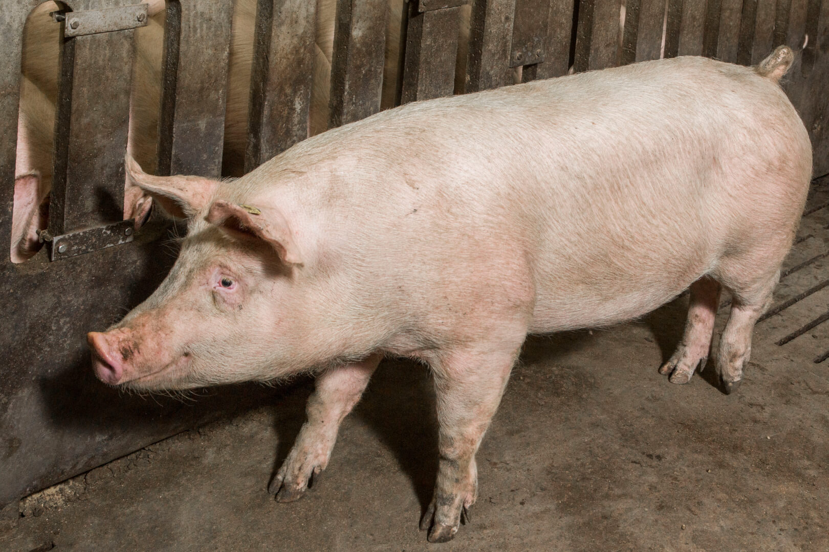TN70 verbetert resultaat Topigs Norsvin flink - Nieuwe Oogst