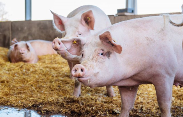 Stikstofbeleid belemmert groei biologische varkenshouderij - Nieuwe Oogst