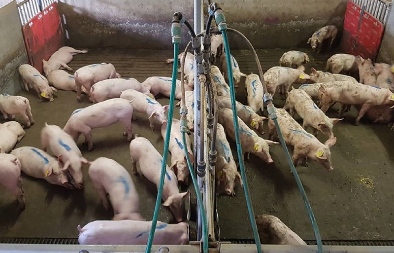 Intra Dysovinol pakt snel dysenterie aan - Nieuwe Oogst