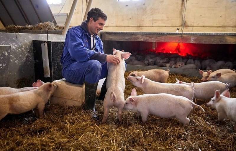 Denen vrezen teruggang biologische varkenshouderij - Nieuwe Oogst