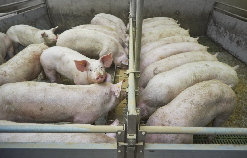 Grote prijsdaling varkens door moeizame vleesverkoop en vakantie ...