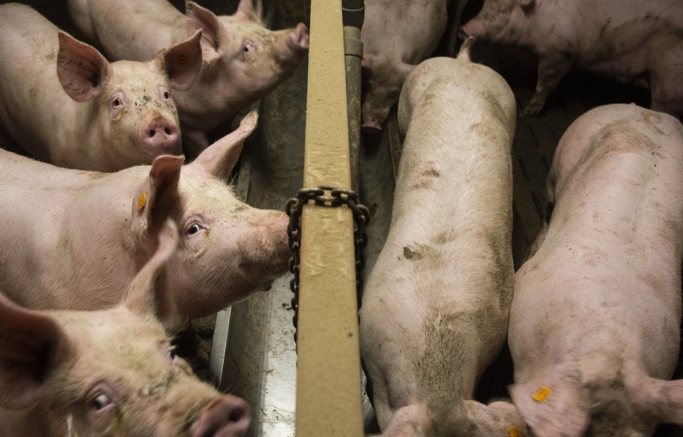 Varkens.nl | Hét platform voor de varkenshouderij