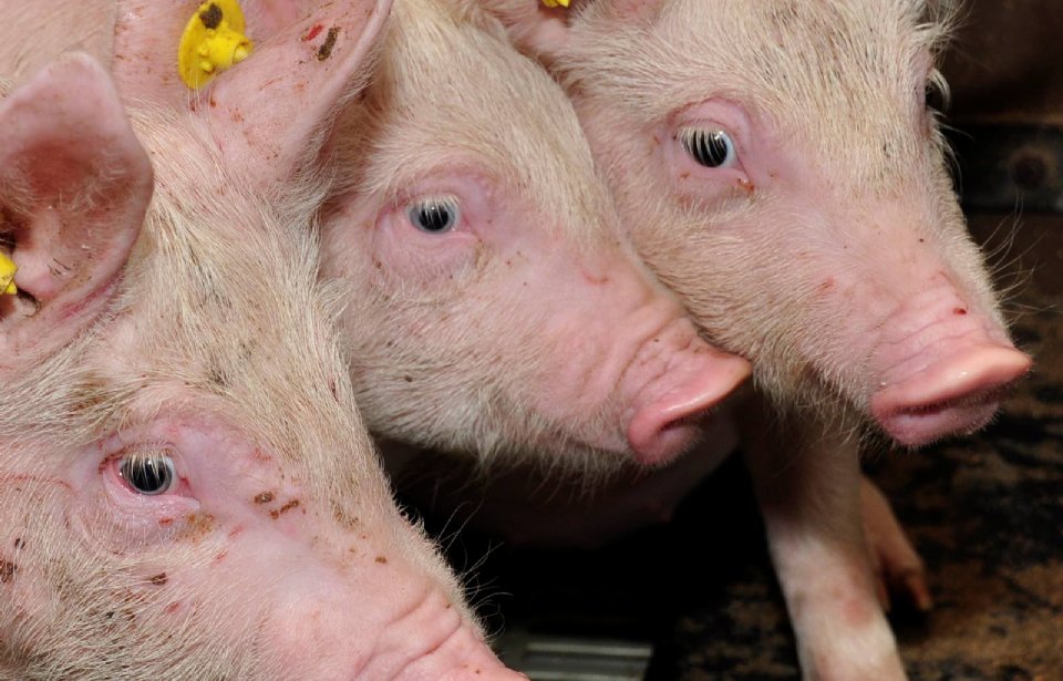 Varkens.nl | Hét platform voor de varkenshouderij