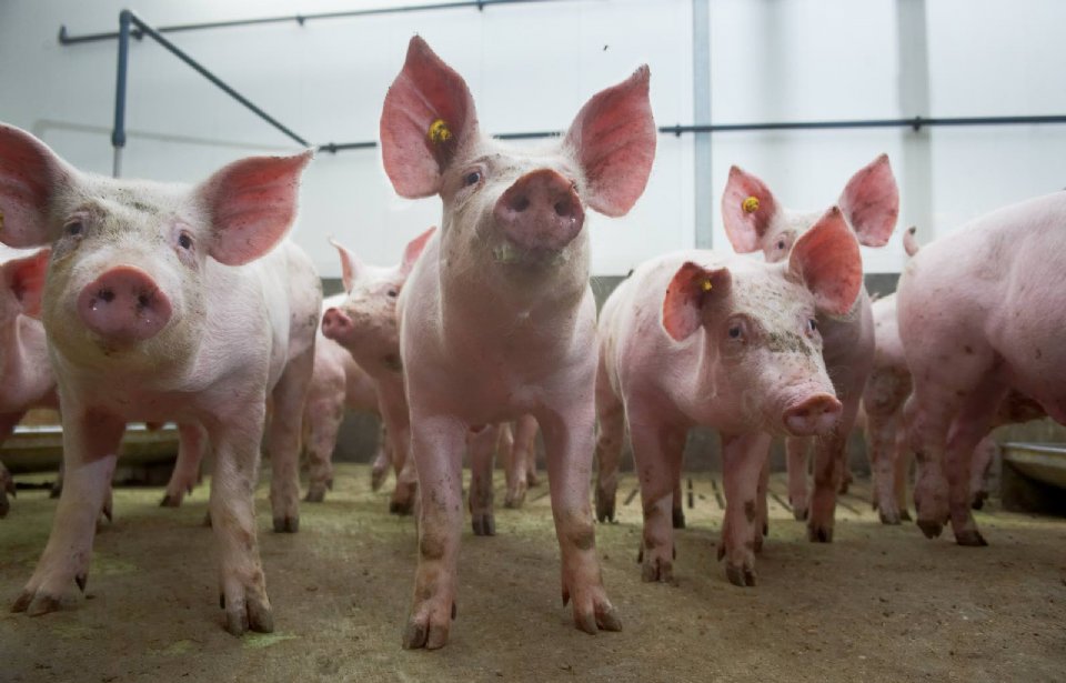 Lage biggenprijs voorkomt forse daling liquiditeit vleesvarkens ...
