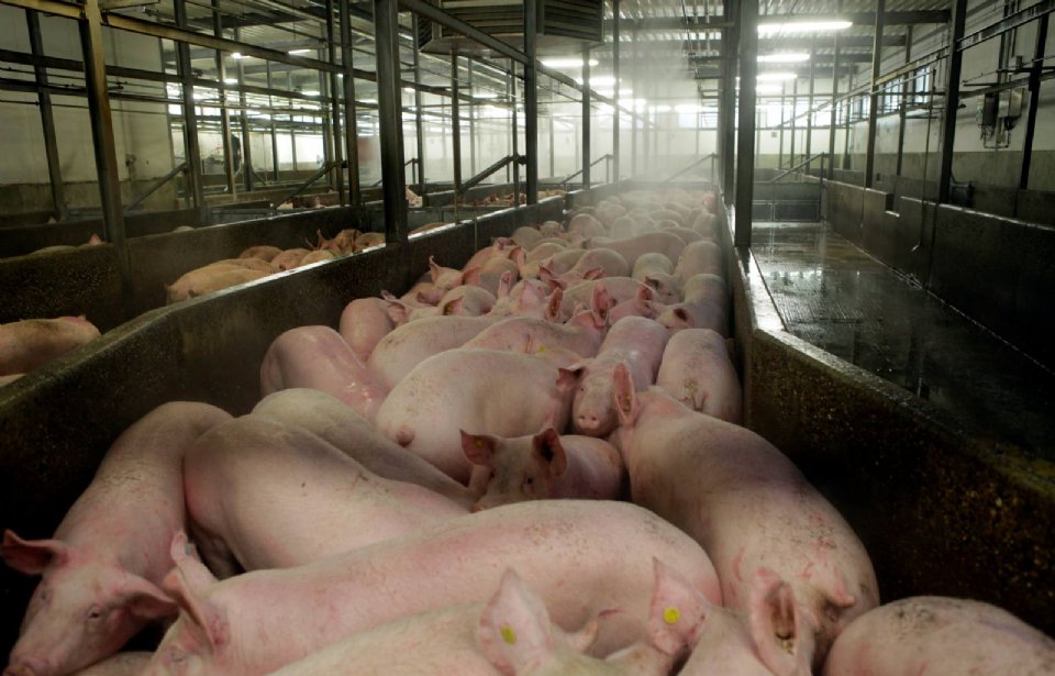 NVWA verscherpt toezicht bij slachterij Gosschalk - Nieuwe Oogst NVWA verscherpt toezicht bij slachterij Gosschalk - Nieuwe Oogst