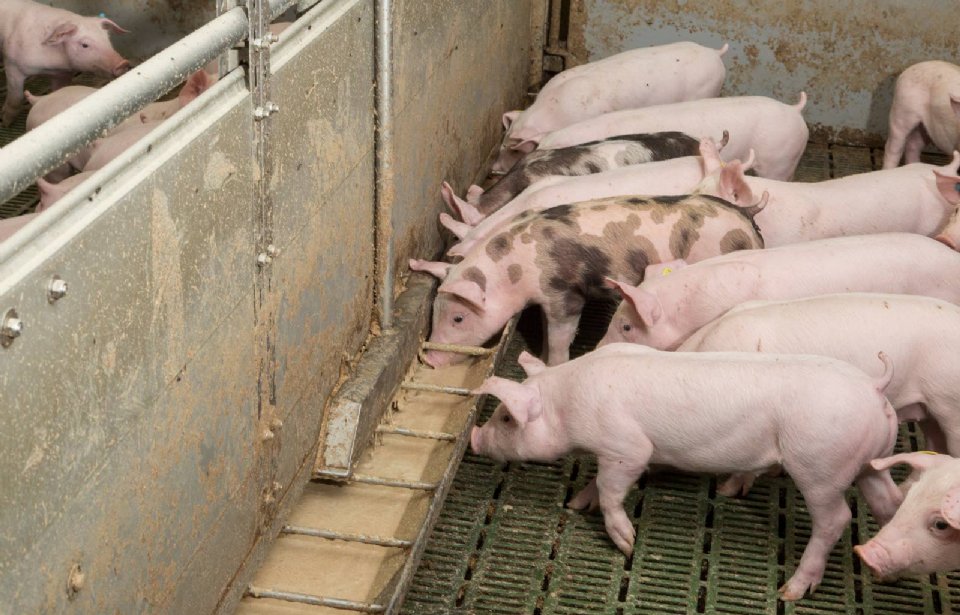 Animab ontwikkelt eetbare antistoffen - Nieuwe Oogst