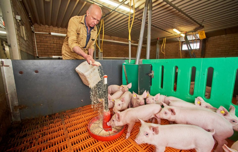 Biggen met 391 gram levensgroei - Nieuwe Oogst