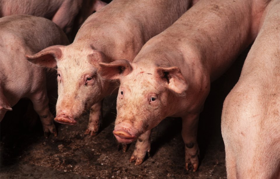 Varkens.nl | Hét platform voor de varkenshouderij