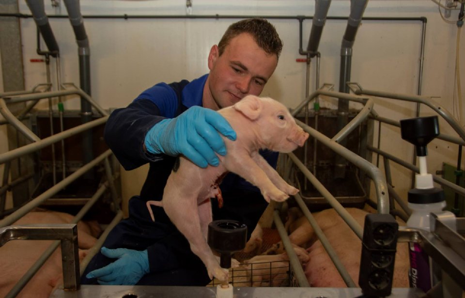 Navelbreuk ontstaat al in eerste levensweken big - Nieuwe Oogst