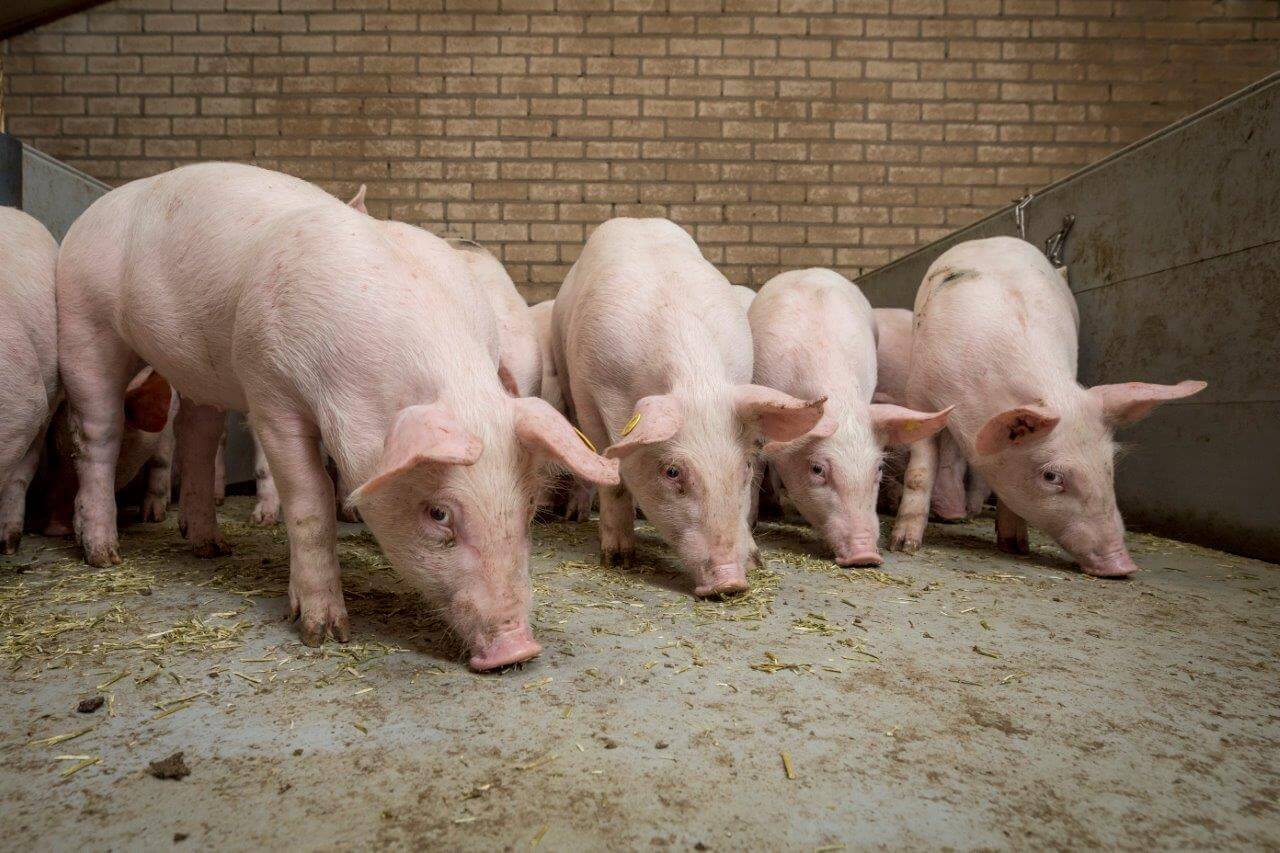 Aantal varkensbedrijven krimpt 98,5% - Nieuwe Oogst