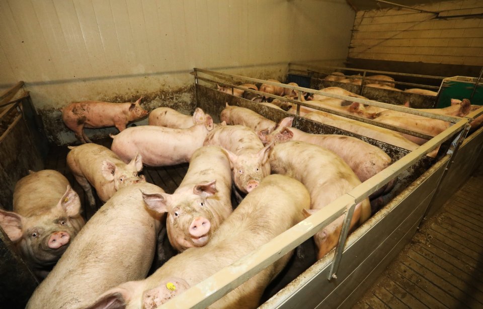 Verspreiding van hepatitis E bij varkens is goed in te dammen - Nieuwe ...