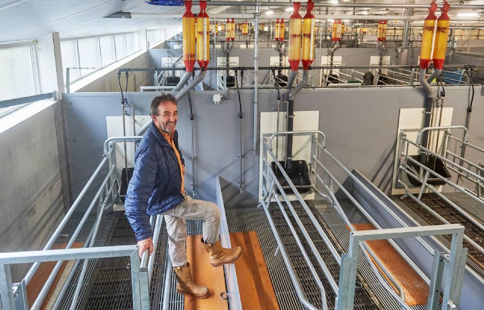 Ton van Gerwe geeft SPF-zeugen en -biggen de ruimte - Nieuwe Oogst