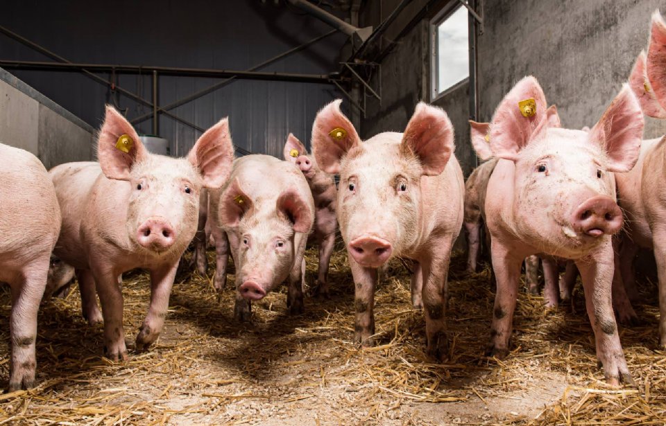 Varkens.nl | Hét platform voor de varkenshouderij