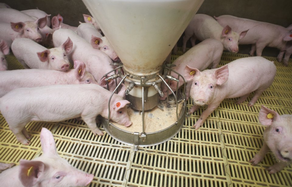 Duroc-varkens vergen speciale behandeling - Nieuwe Oogst