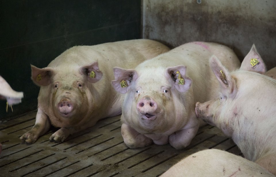 1,3 miljoen varkens minder door Lbv-regelingen - Nieuwe Oogst