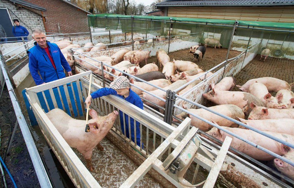 Kijkdag bij biologische varkens in Wintelre - Nieuwe Oogst