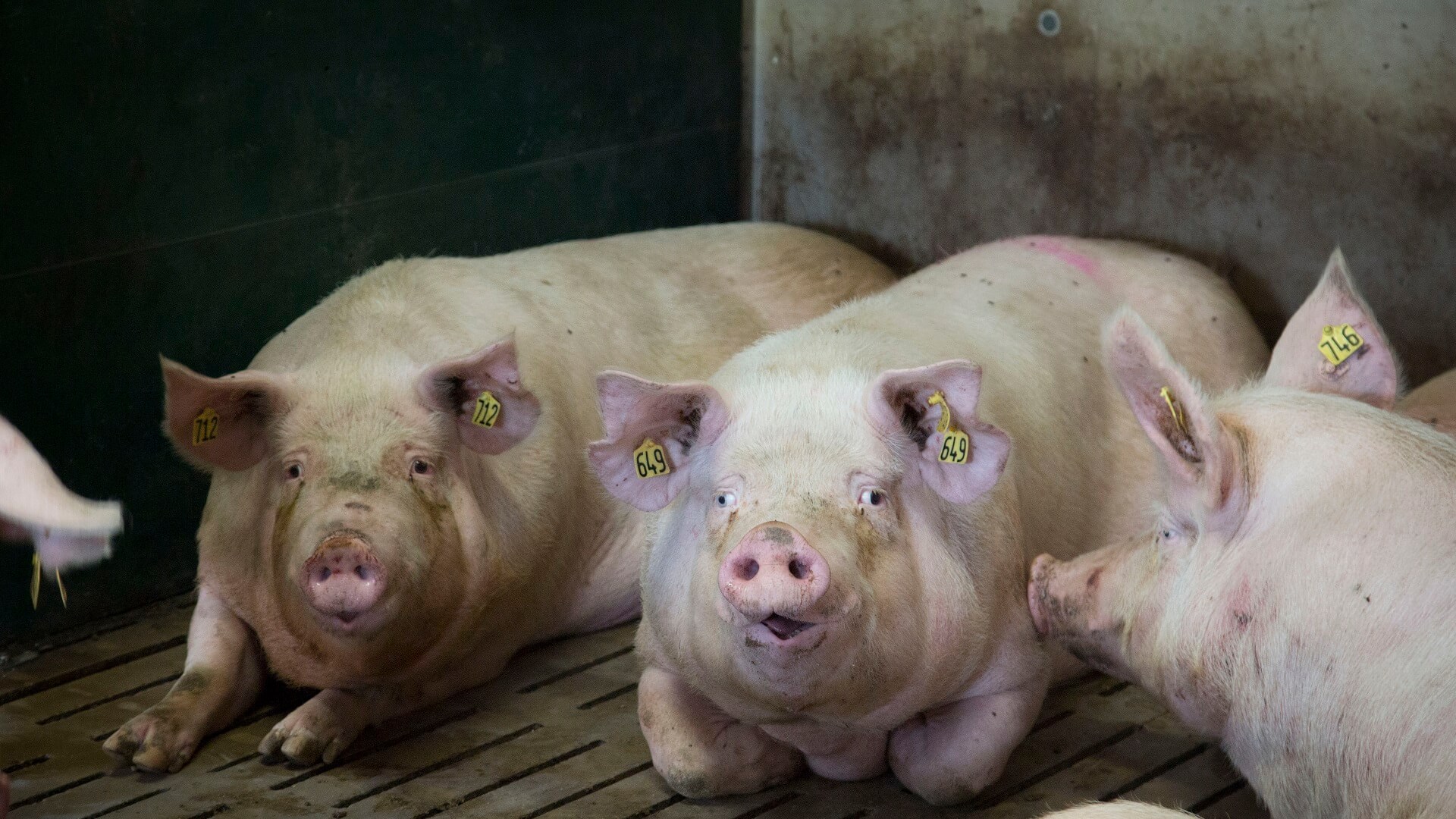 Varkenshouder belangrijkste succesfactor - Varkens.nl